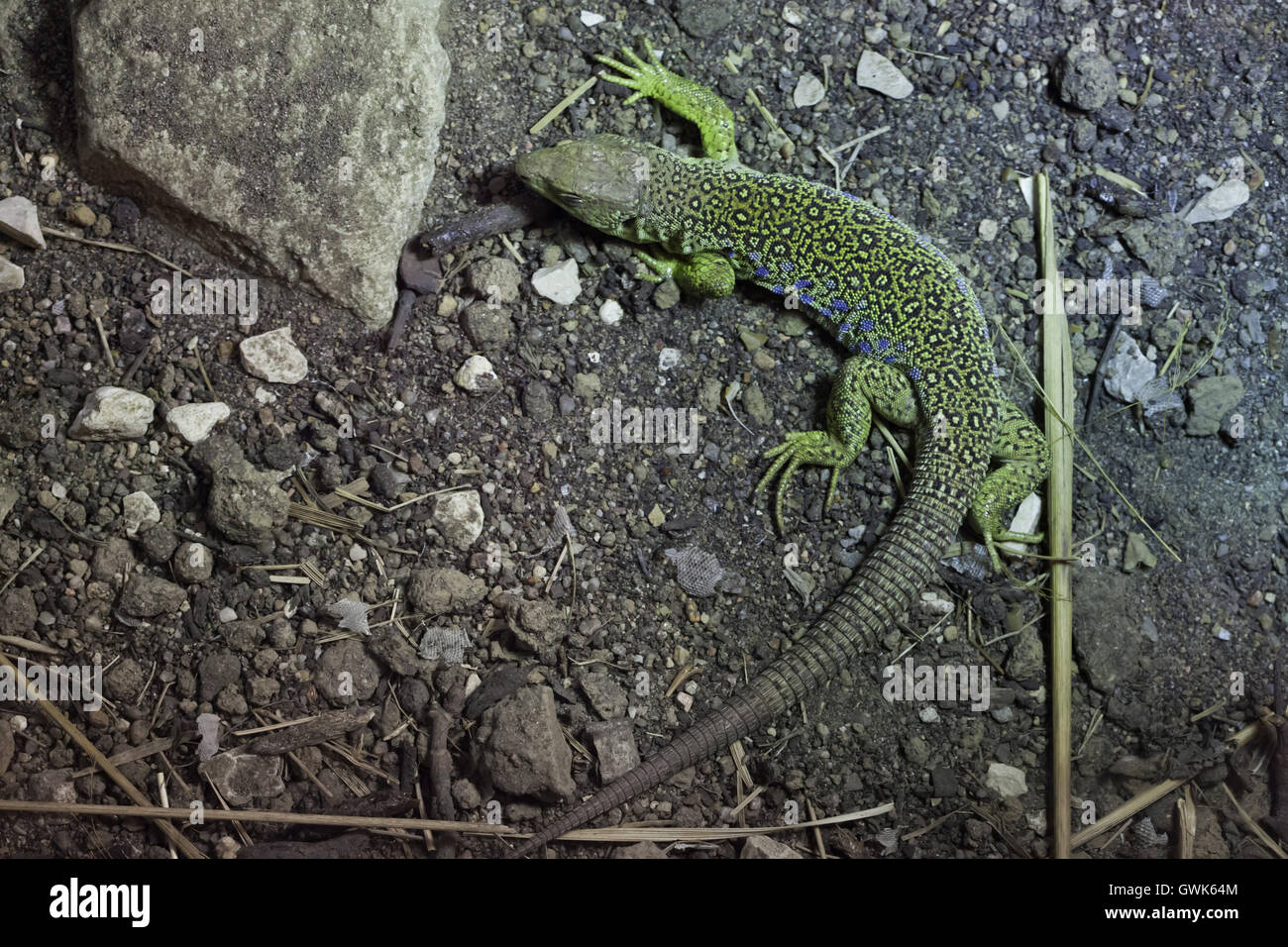 Ocellated lizard (Timon lepidus), also known as the jeweled lacerta ...