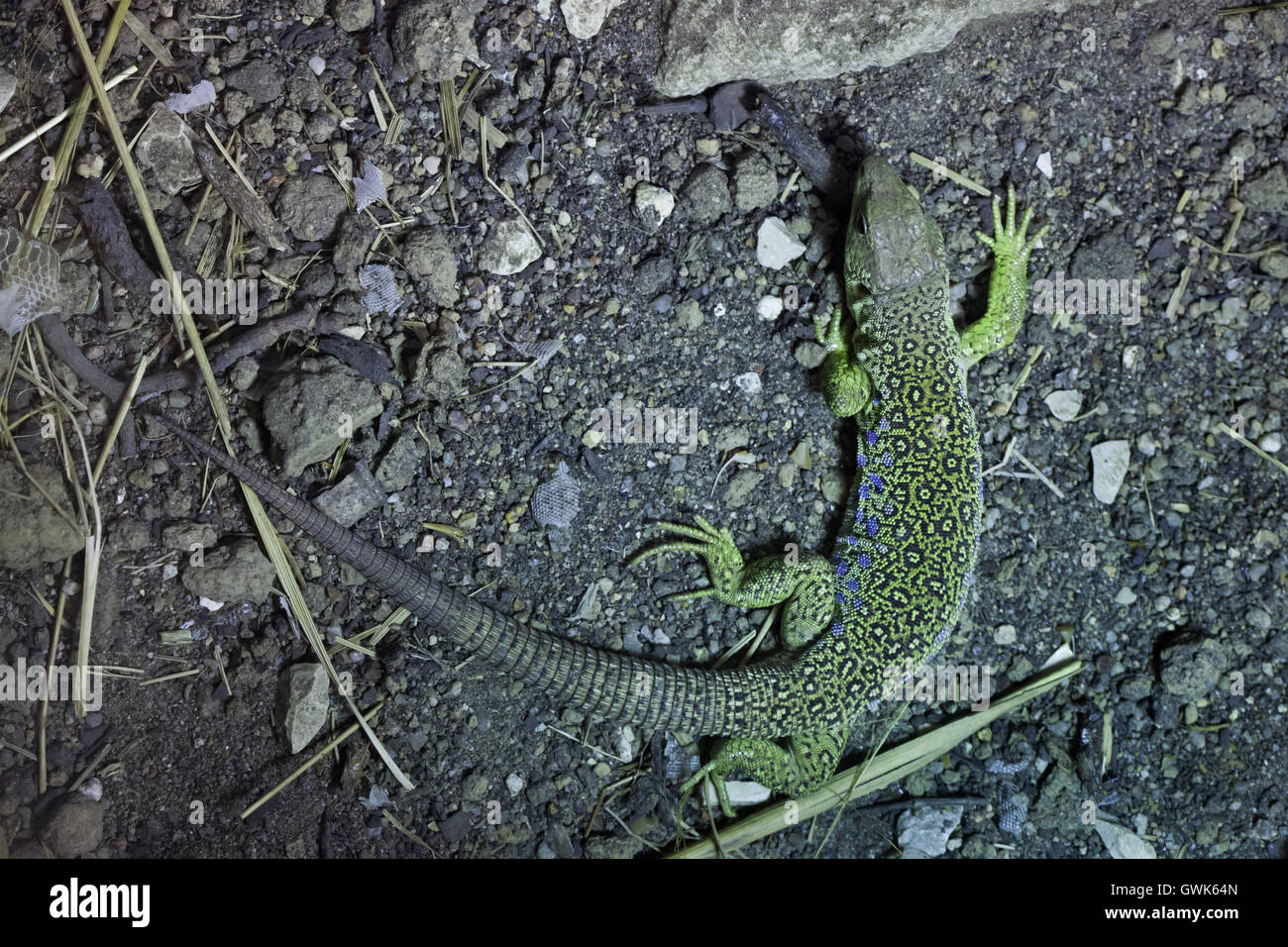 Ocellated lizard (Timon lepidus), also known as the jeweled lacerta ...