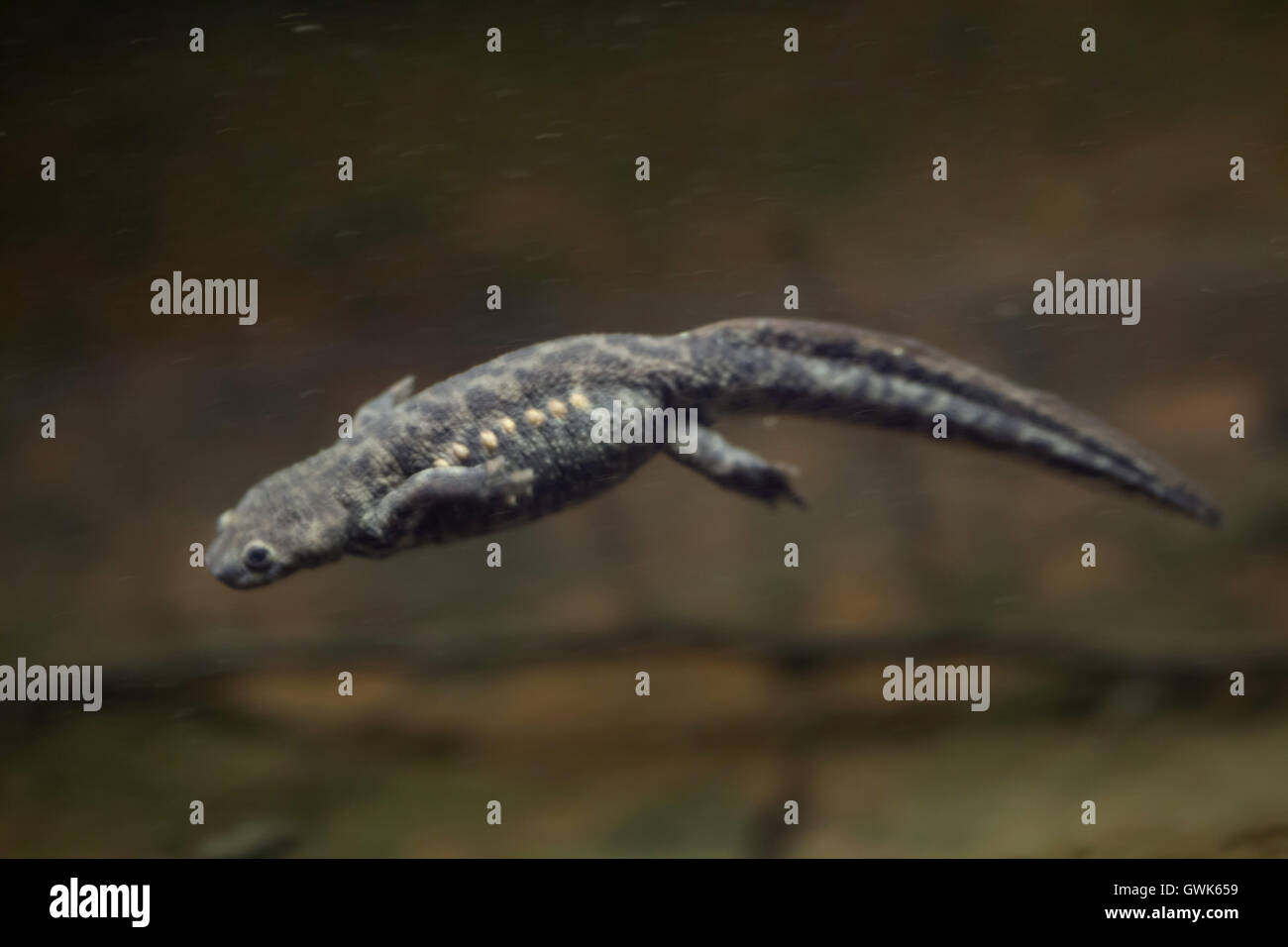 Spanish ribbed newt (Pleurodeles waltl), also known as the Iberian ...