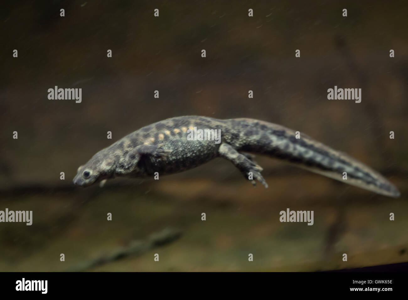 Iberian ribbed newts hi-res stock photography and images - Alamy
