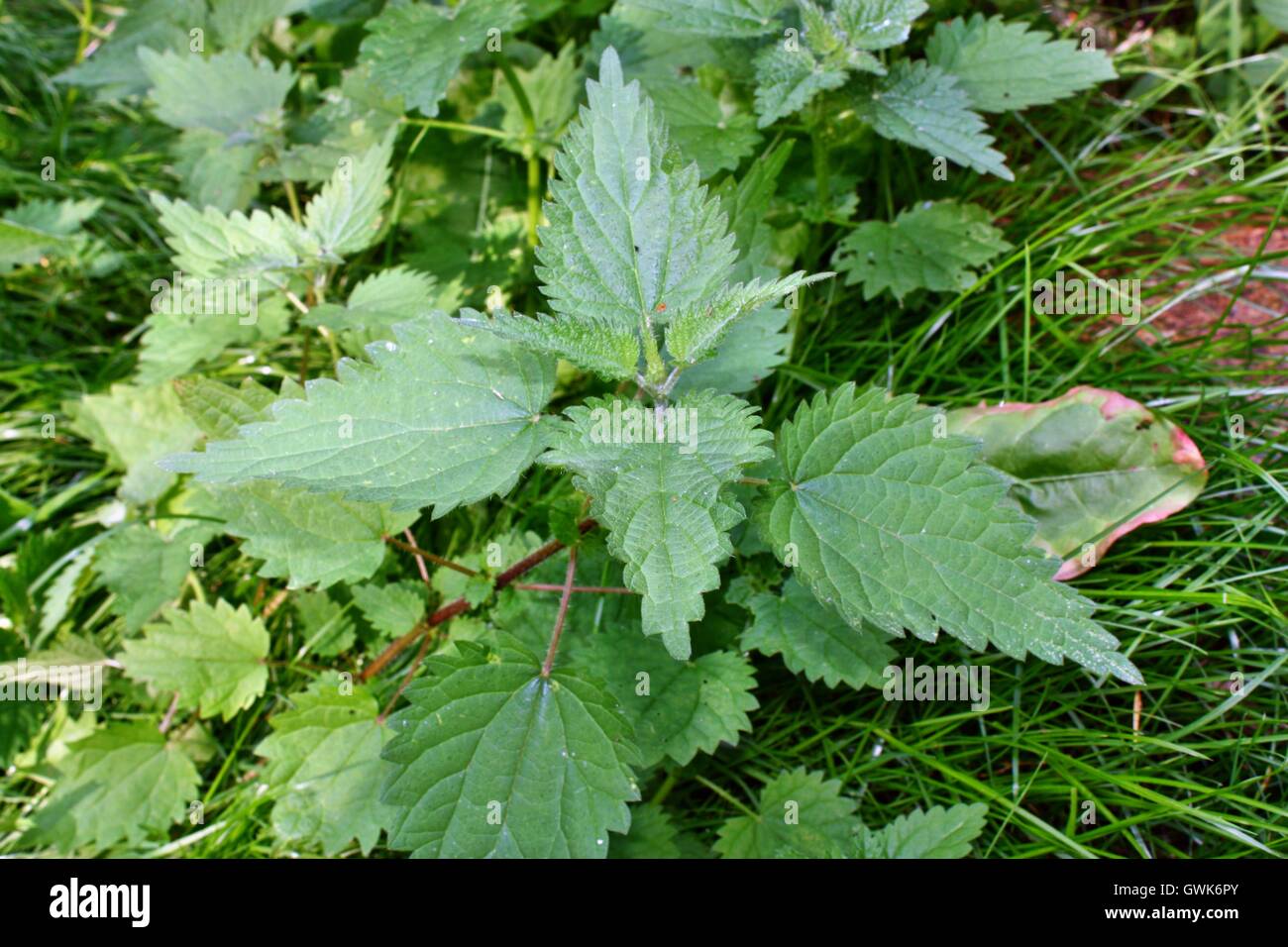 Nettle plant in the garden wild shown in the wild environment Stock ...