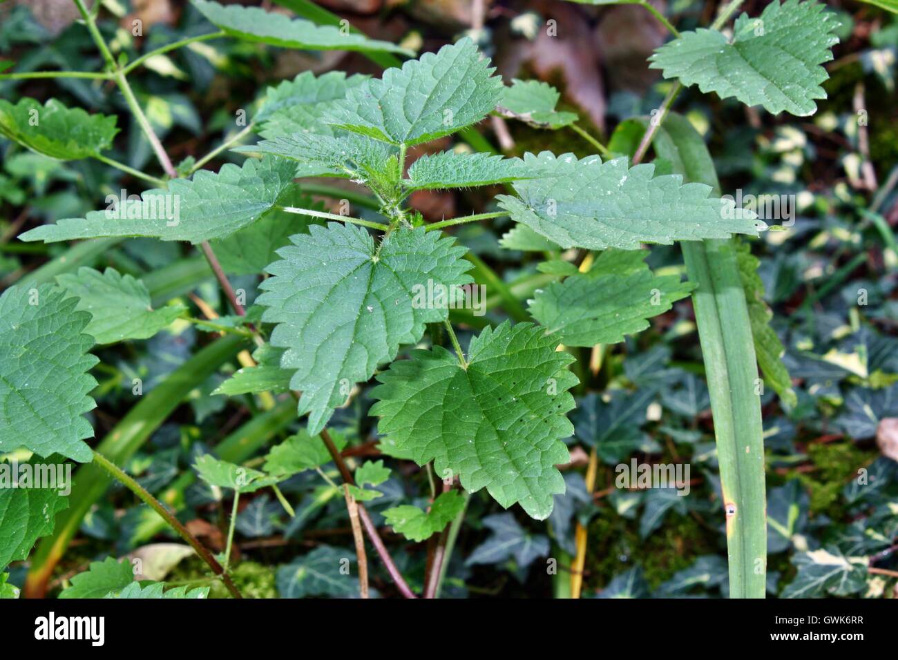 Nettle plant in the garden wild shown in the wild environment Stock ...