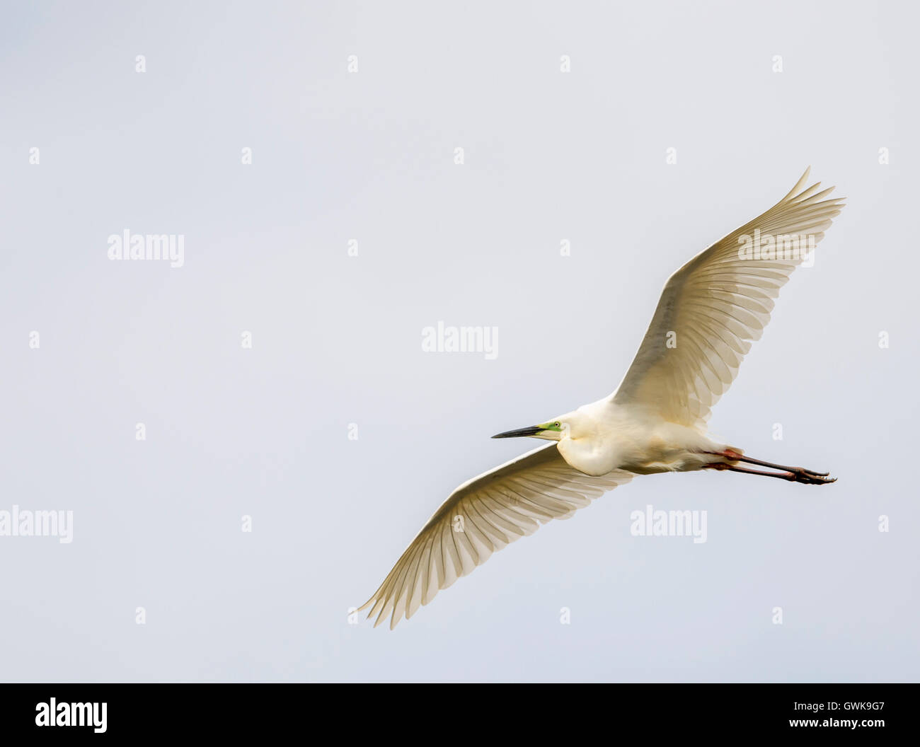 Great white egret in flight Stock Photo - Alamy