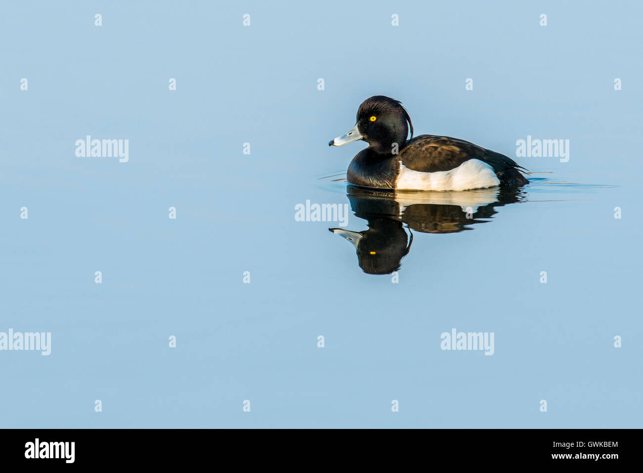A Tufted duck floating on perfectly calm water Stock Photo - Alamy
