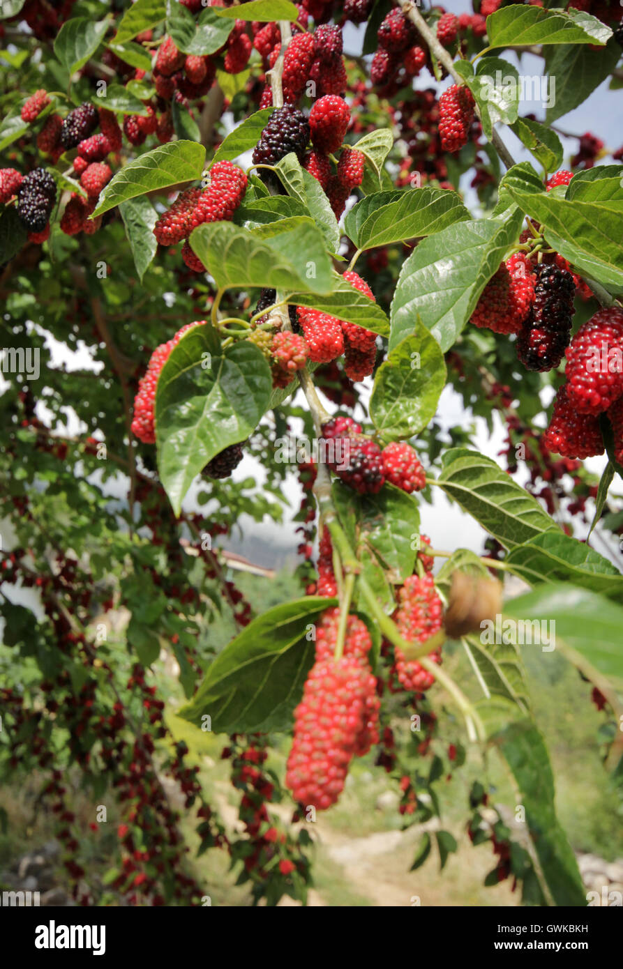 Mulberry vine hi-res stock photography and images - Alamy