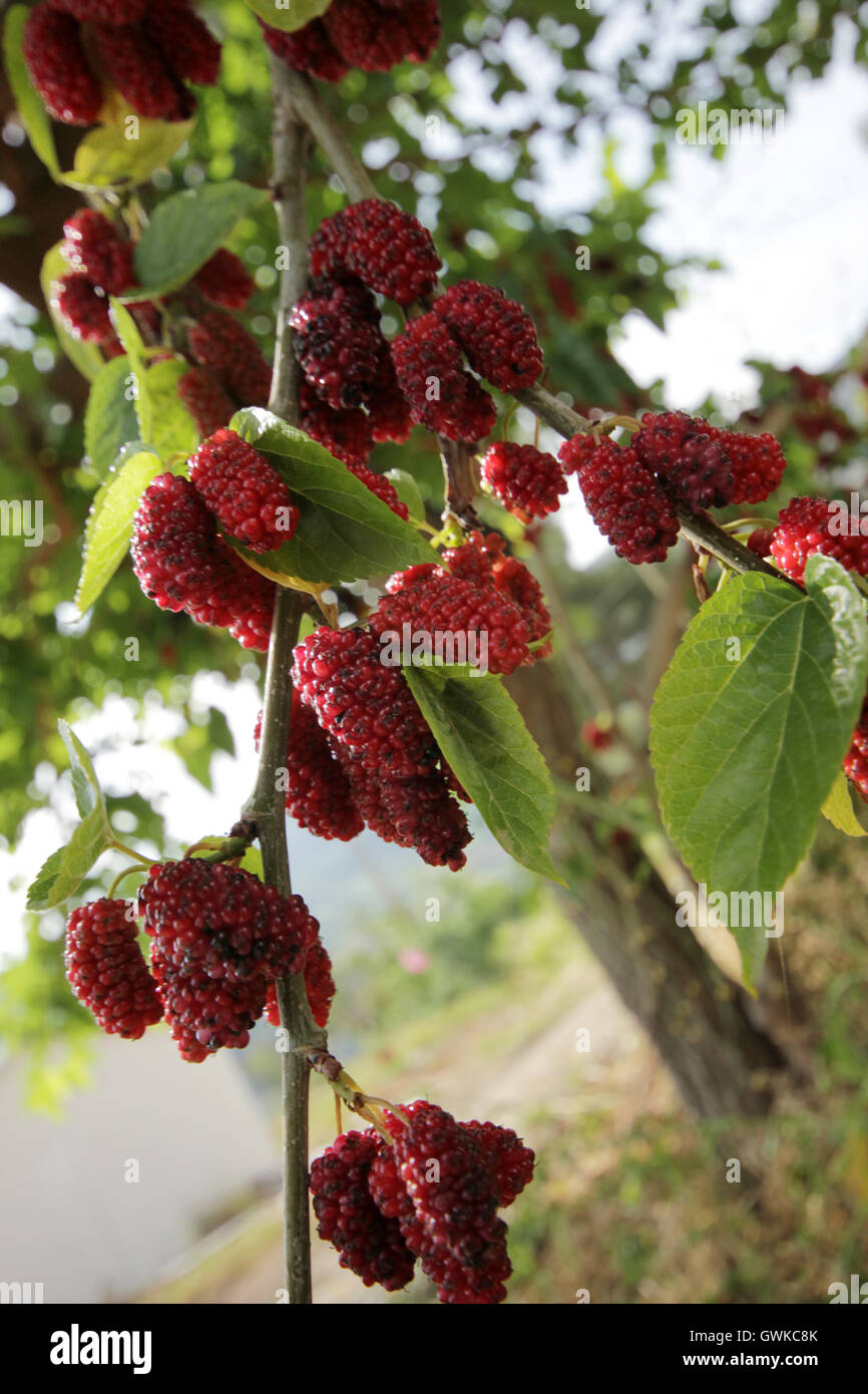 Mulberry vine hi-res stock photography and images - Alamy