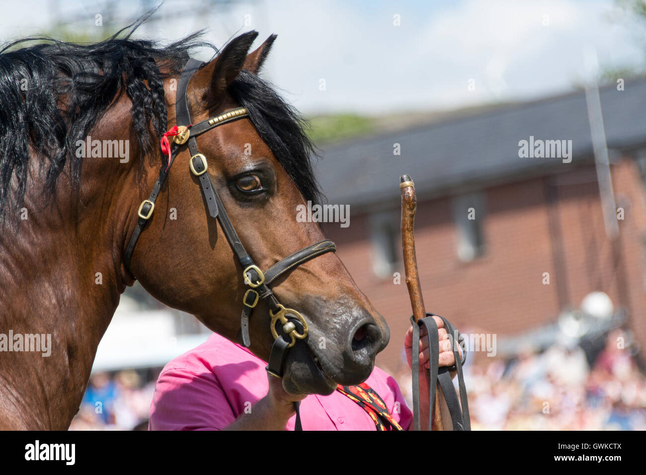 welsh-cob-stallions-being-shown-in-the-main-ring-at-the-royal-welsh