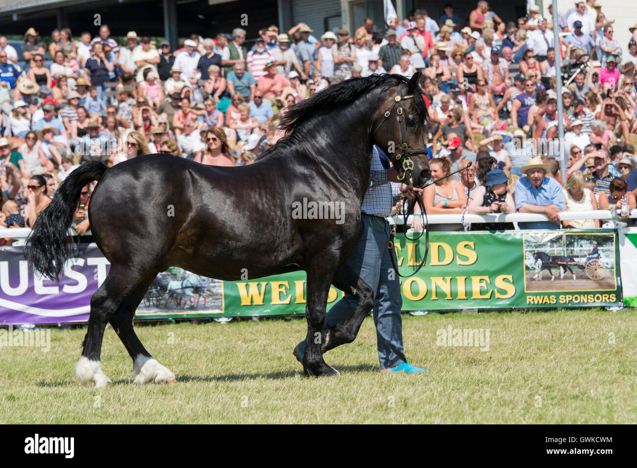 Welsh Cob Stallions being shown in the main ring at the Royal Welsh ...