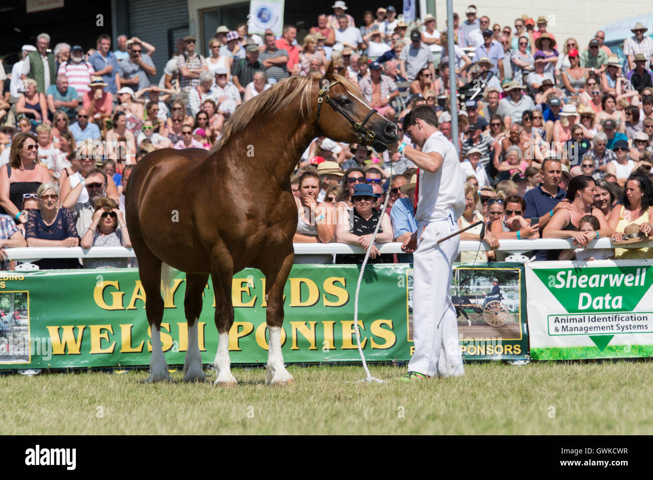 Welsh Cob Stallions being shown in the main ring at the Royal Welsh ...
