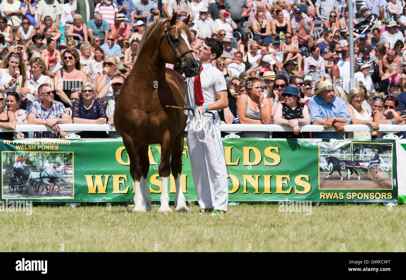 Welsh Cob Stallions being shown in the main ring at the Royal Welsh ...