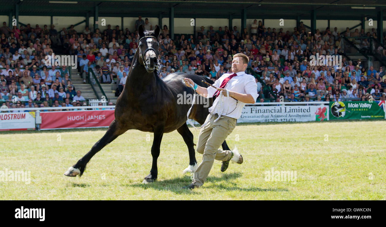 Welsh cob royal hi-res stock photography and images - Alamy