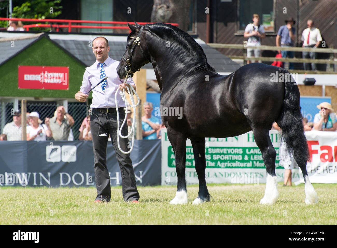 Welsh Cob Stallions being shown in the main ring at the Royal Welsh ...