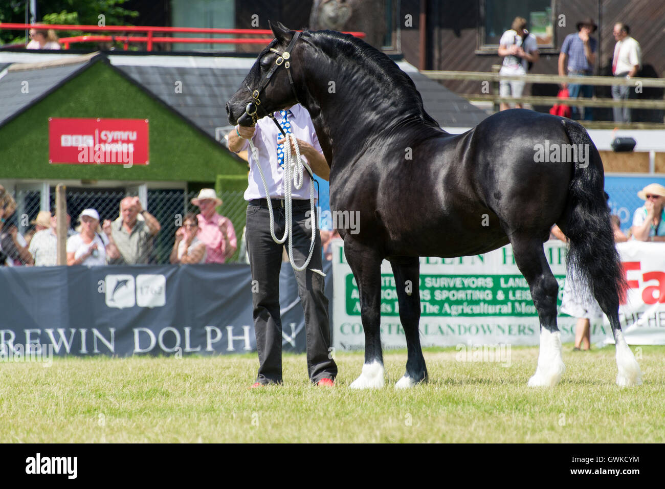 welsh-cob-stallions-being-shown-in-the-main-ring-at-the-royal-welsh