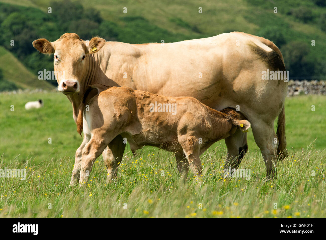 Pedigree British Blonde cow with calf suckling in upland pasture ...