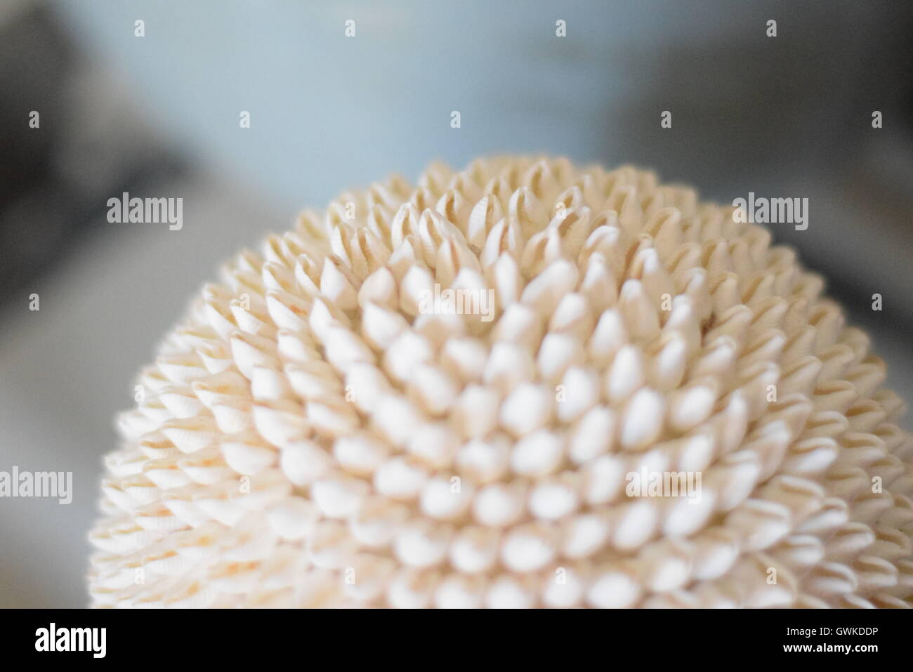 White sea shell hi-res stock photography and images - Alamy