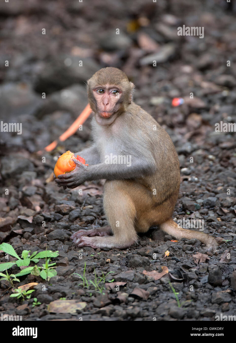 The image of Young Bonnet macaque ( Macaca radiata) in Malshej Ghats ...