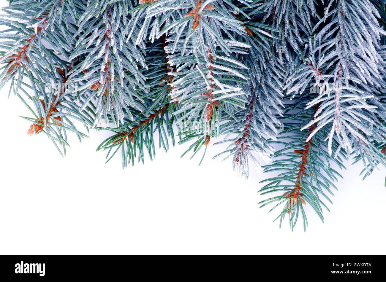 Blue Spruce Branch Stock Photo - Alamy