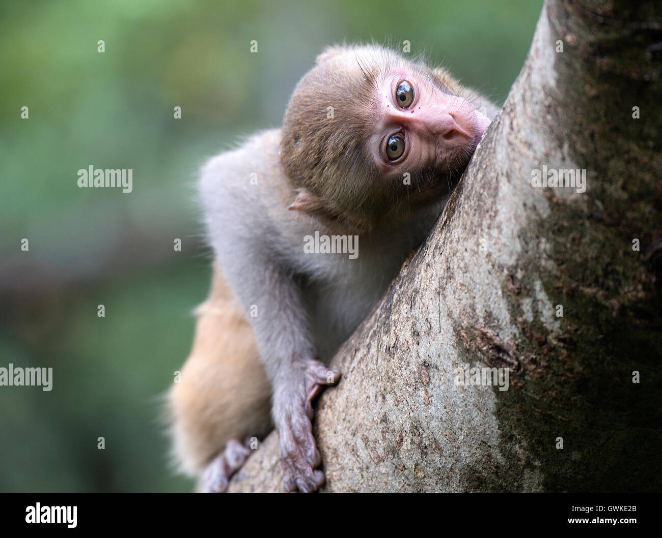 The image of Young Bonnet macaque ( Macaca radiata) in Malshej Ghats ...