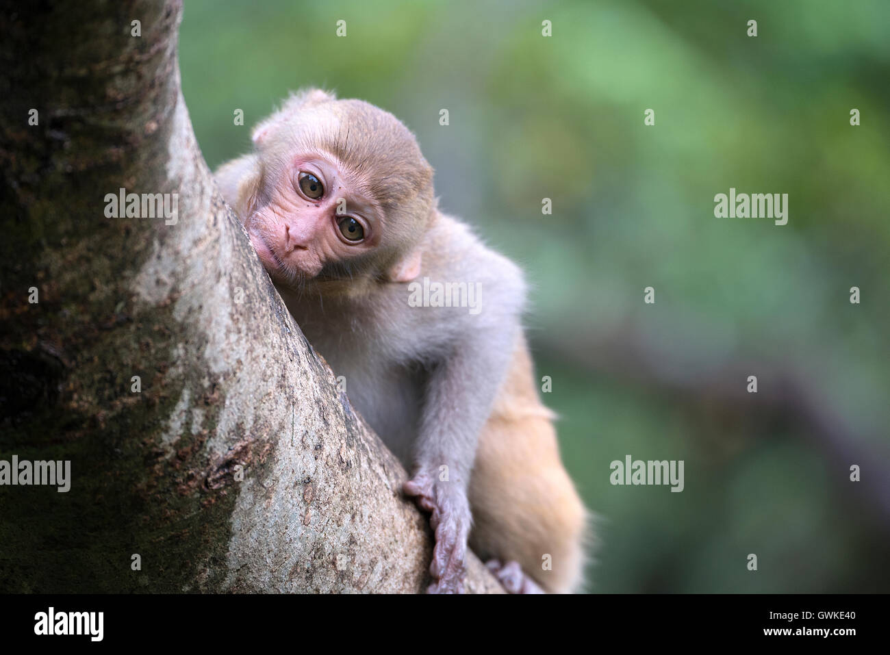 Bonnet macaque profile hi-res stock photography and images - Alamy