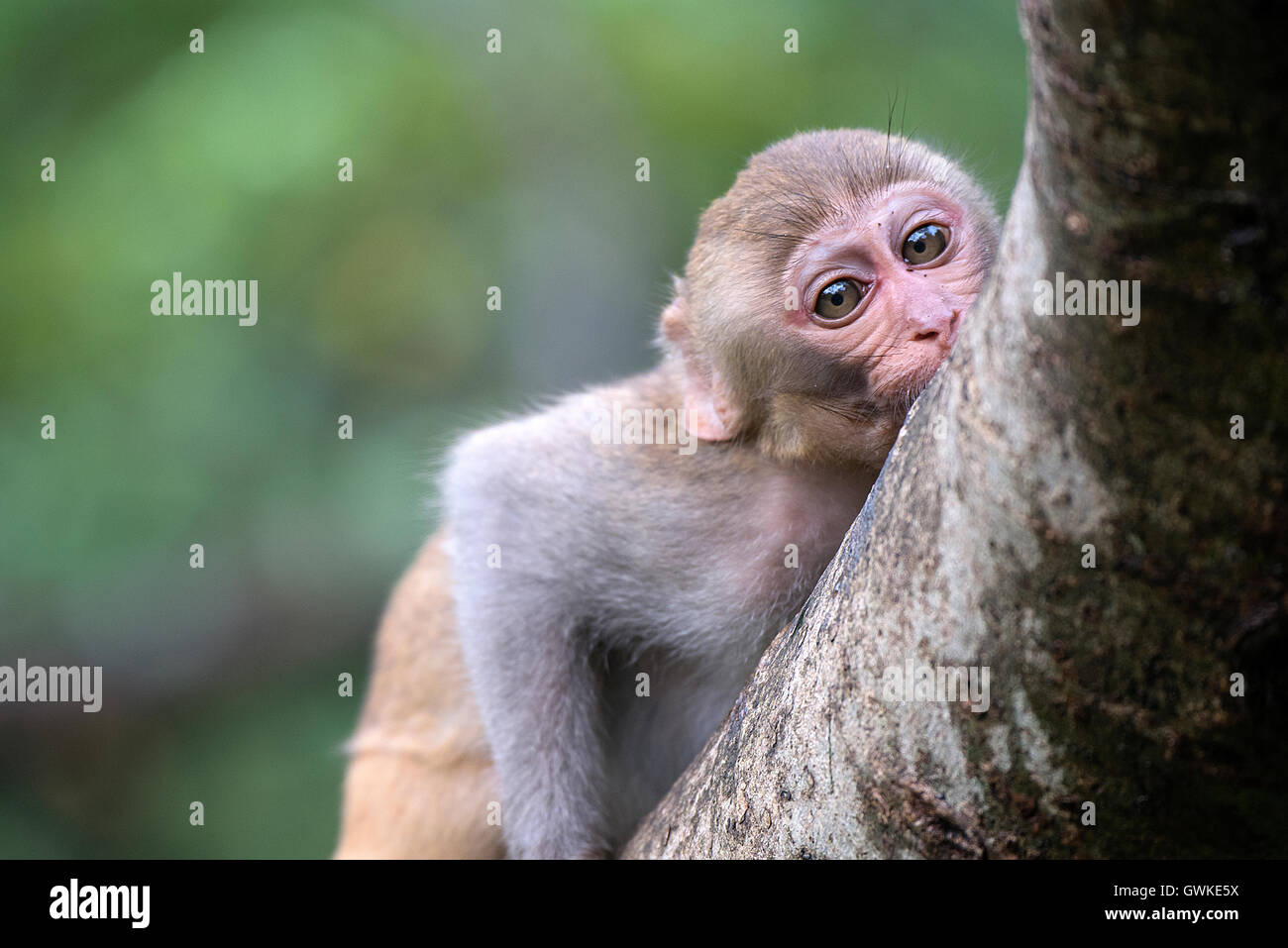 The image of Young Bonnet macaque ( Macaca radiata) in Malshej Ghats ...