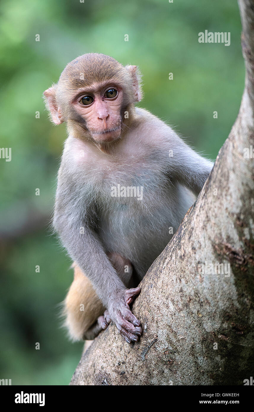 The image of Young Bonnet macaque ( Macaca radiata) in Malshej Ghats ...