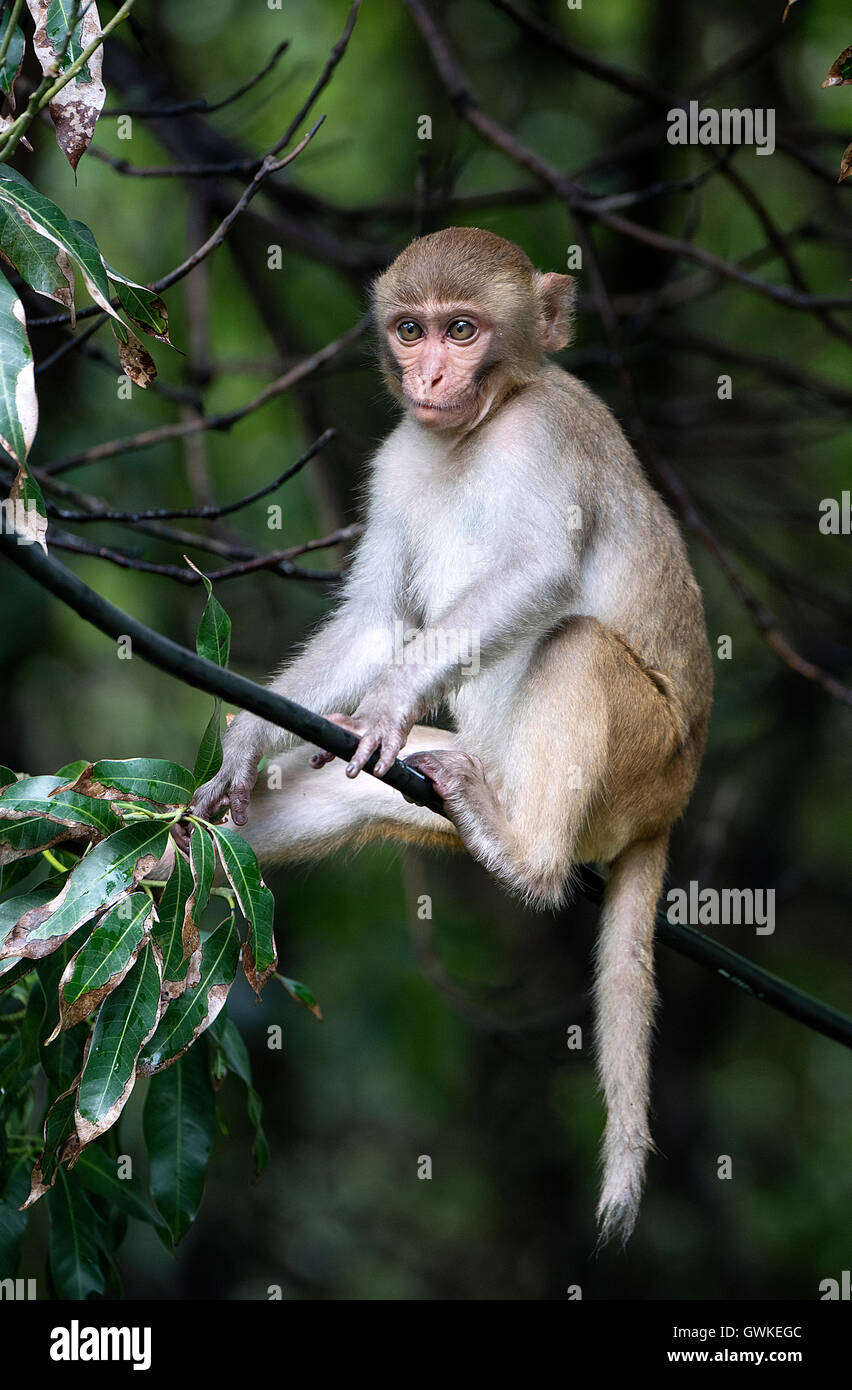 The image of Young Bonnet macaque ( Macaca radiata) in Malshej Ghats ...