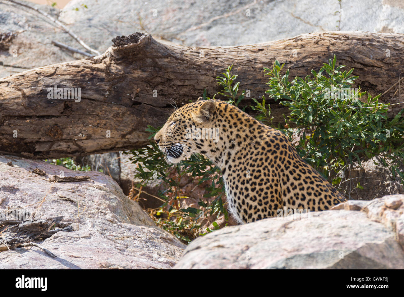 Big Leopard in attacking position ready for an ambush between the rocks ...