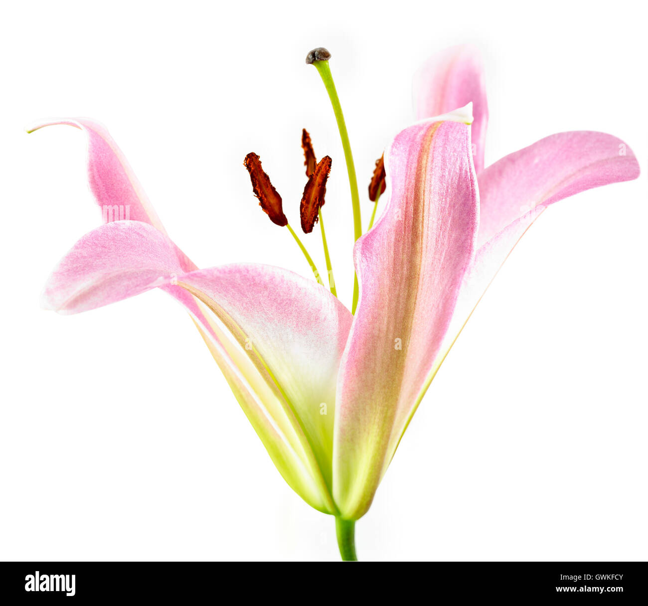 Isolated lilly hi-res stock photography and images - Alamy