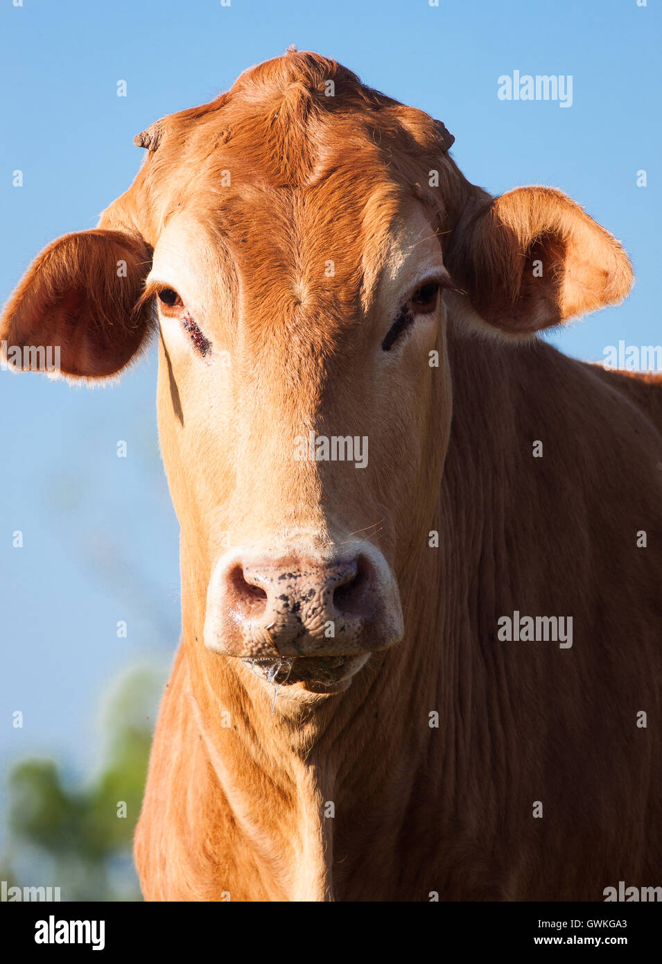 Close-up of brown cow Stock Photo - Alamy