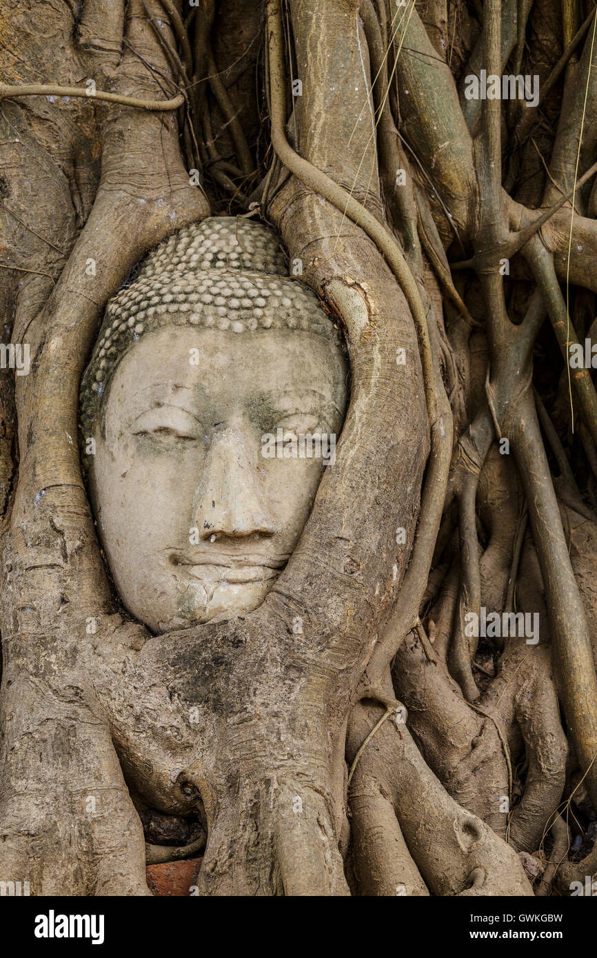 Buddha head in old tree Stock Photo - Alamy