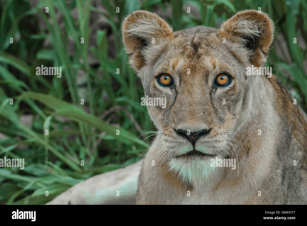Close up of lion looking at camera Stock Photo - Alamy