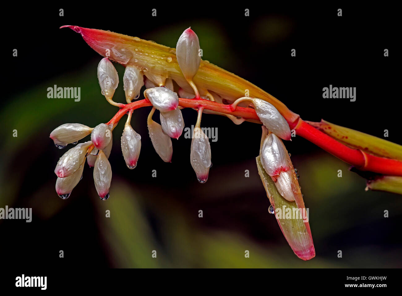 Variegated Shell Ginger Stock Photo - Alamy