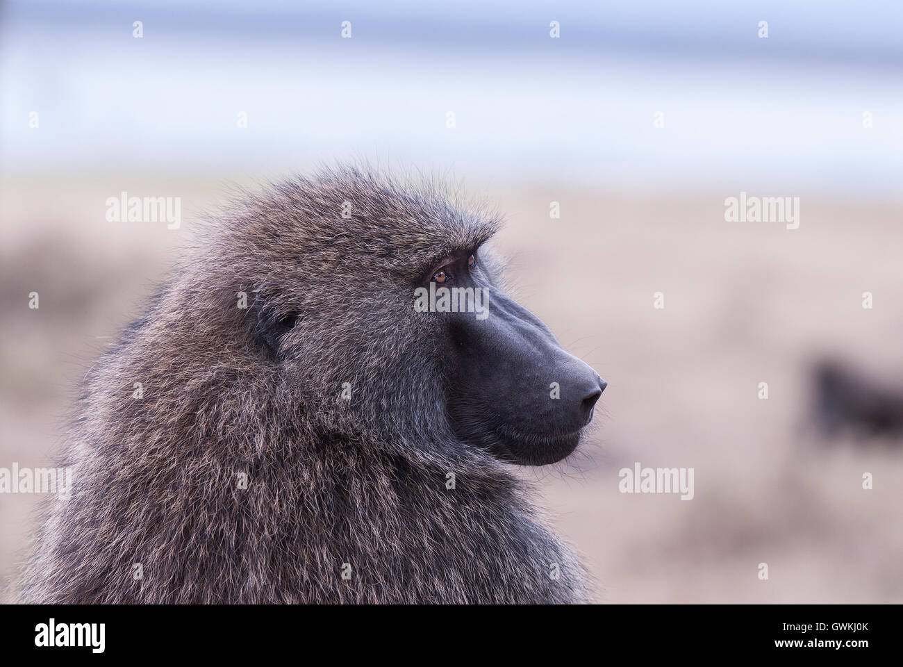 Portrait of a Baboon Stock Photo - Alamy