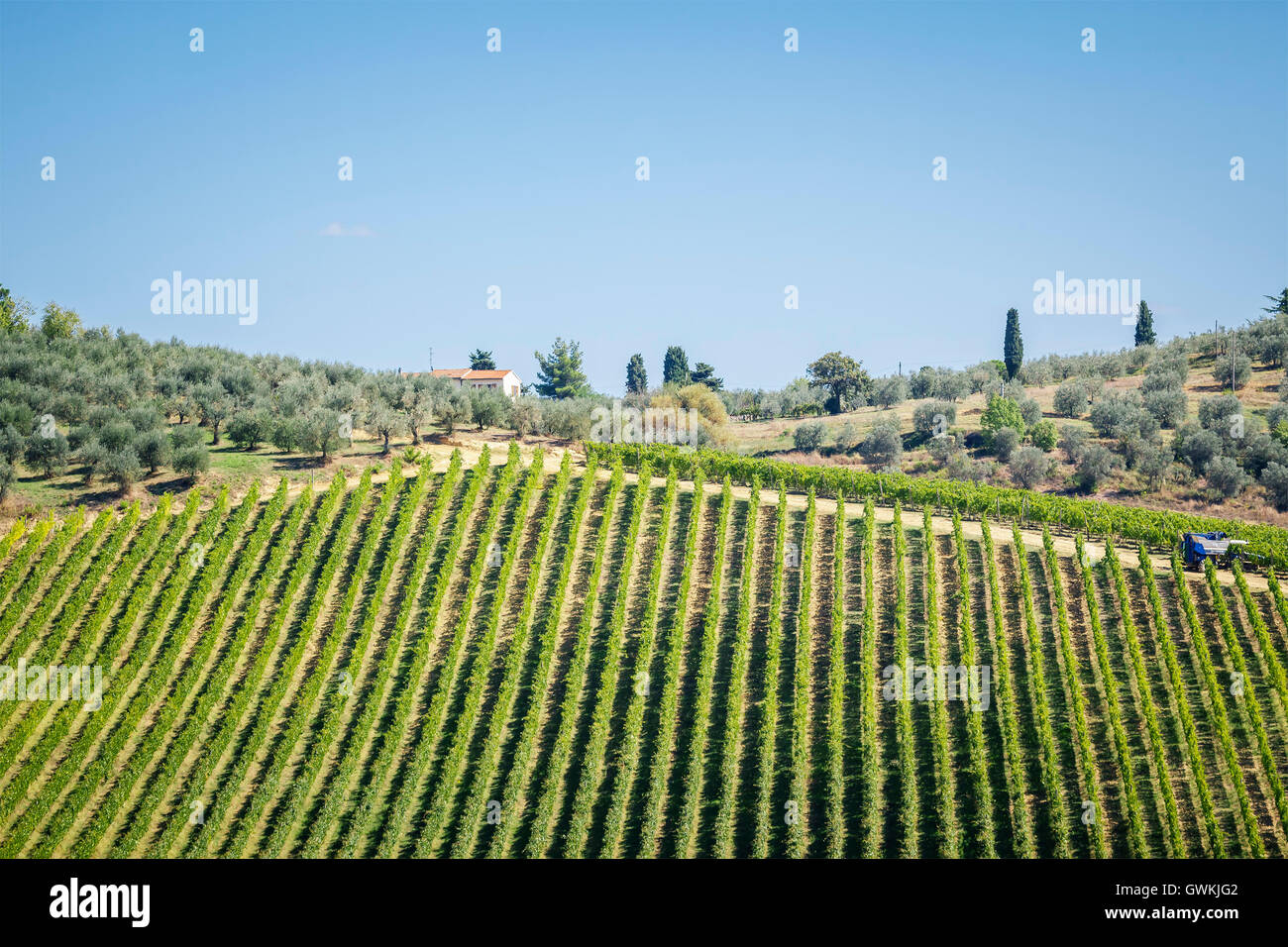 Wine Hill Italy Stock Photo - Alamy
