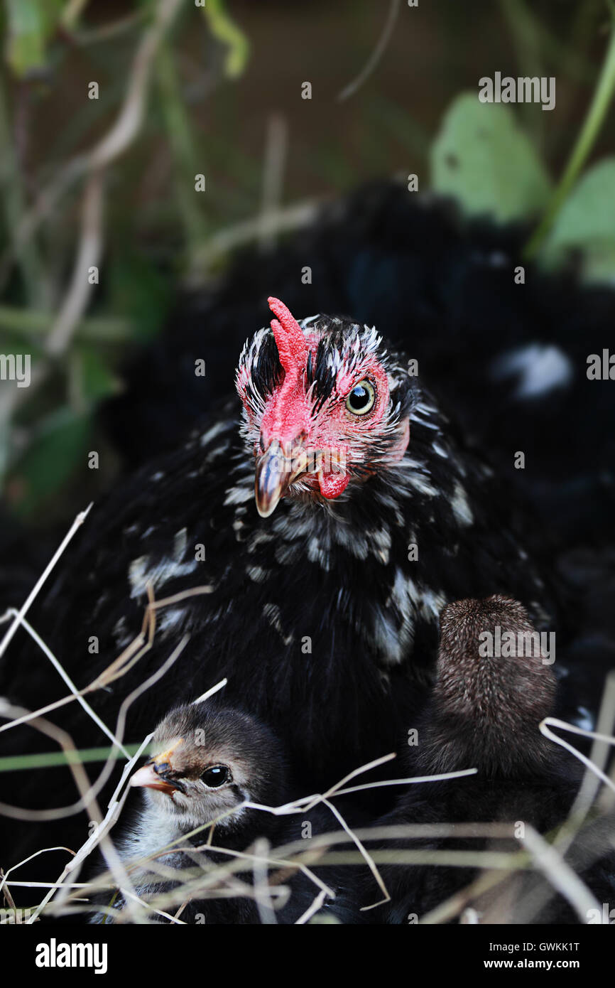 Chicks under hen wings hi-res stock photography and images - Alamy