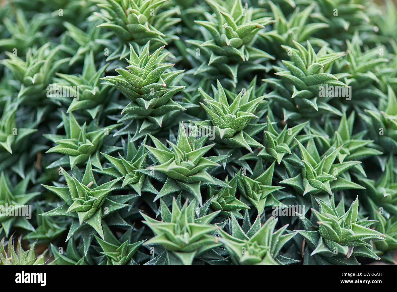 Succulent Haworthia limifolia Stock Photo - Alamy