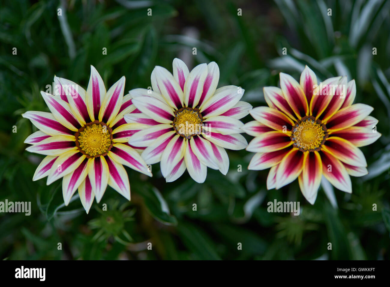 Gazania flowers close up Big Kiss White Stripe Stock Photo - Alamy