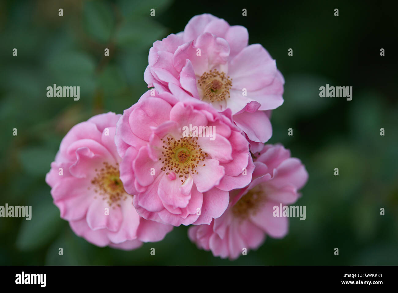Up close roses hi-res stock photography and images - Alamy
