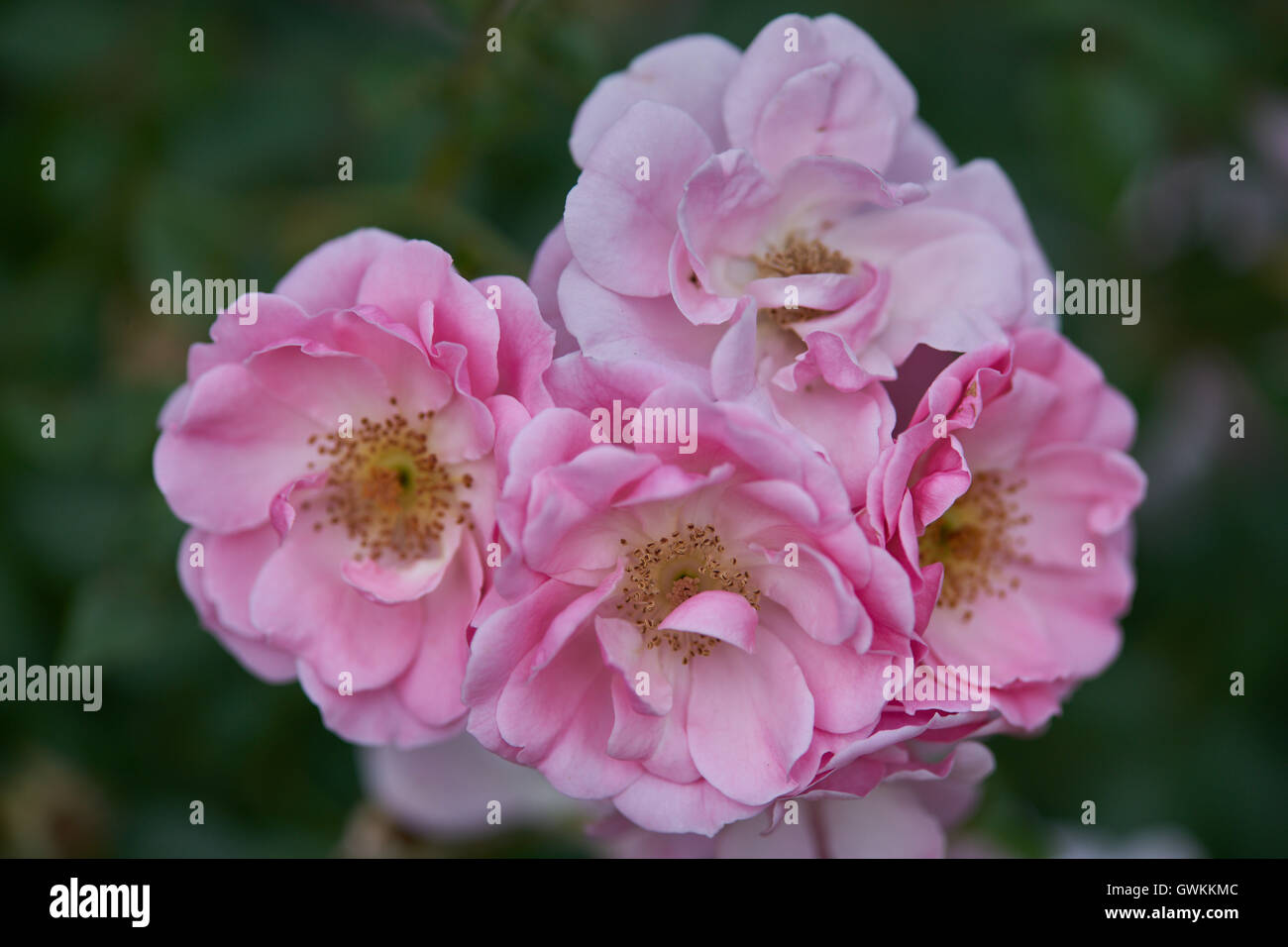 Pink roses close up Stock Photo - Alamy