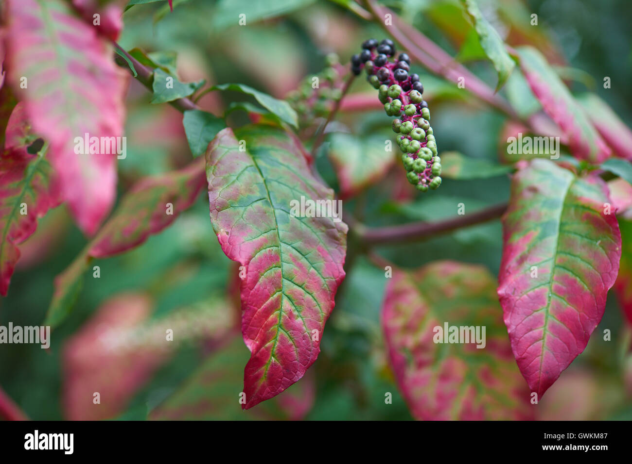American pokeweed hi-res stock photography and images - Alamy