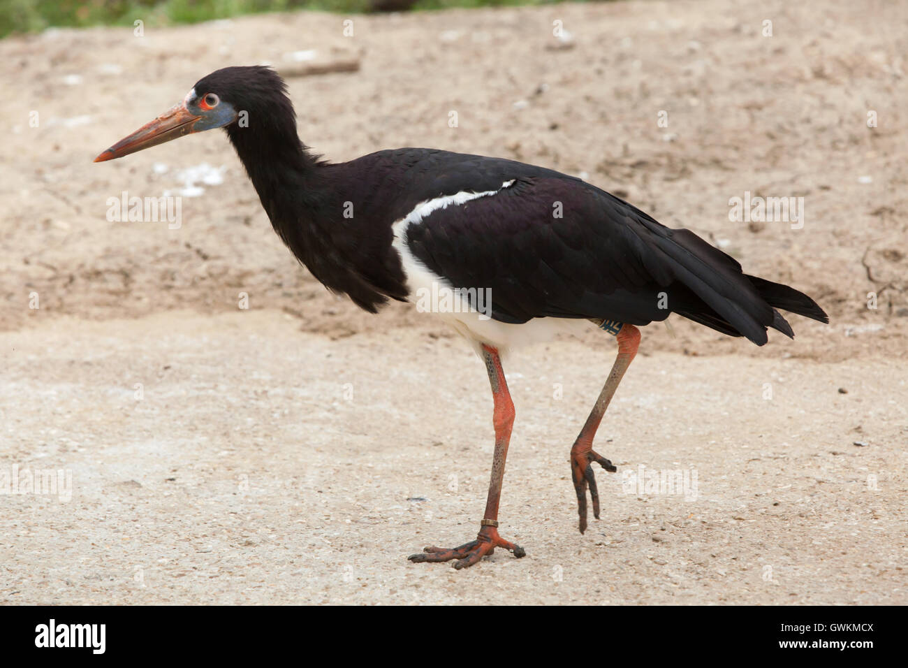 Abdim's stork (Ciconia abdimii), also known as the white-bellied stork ...