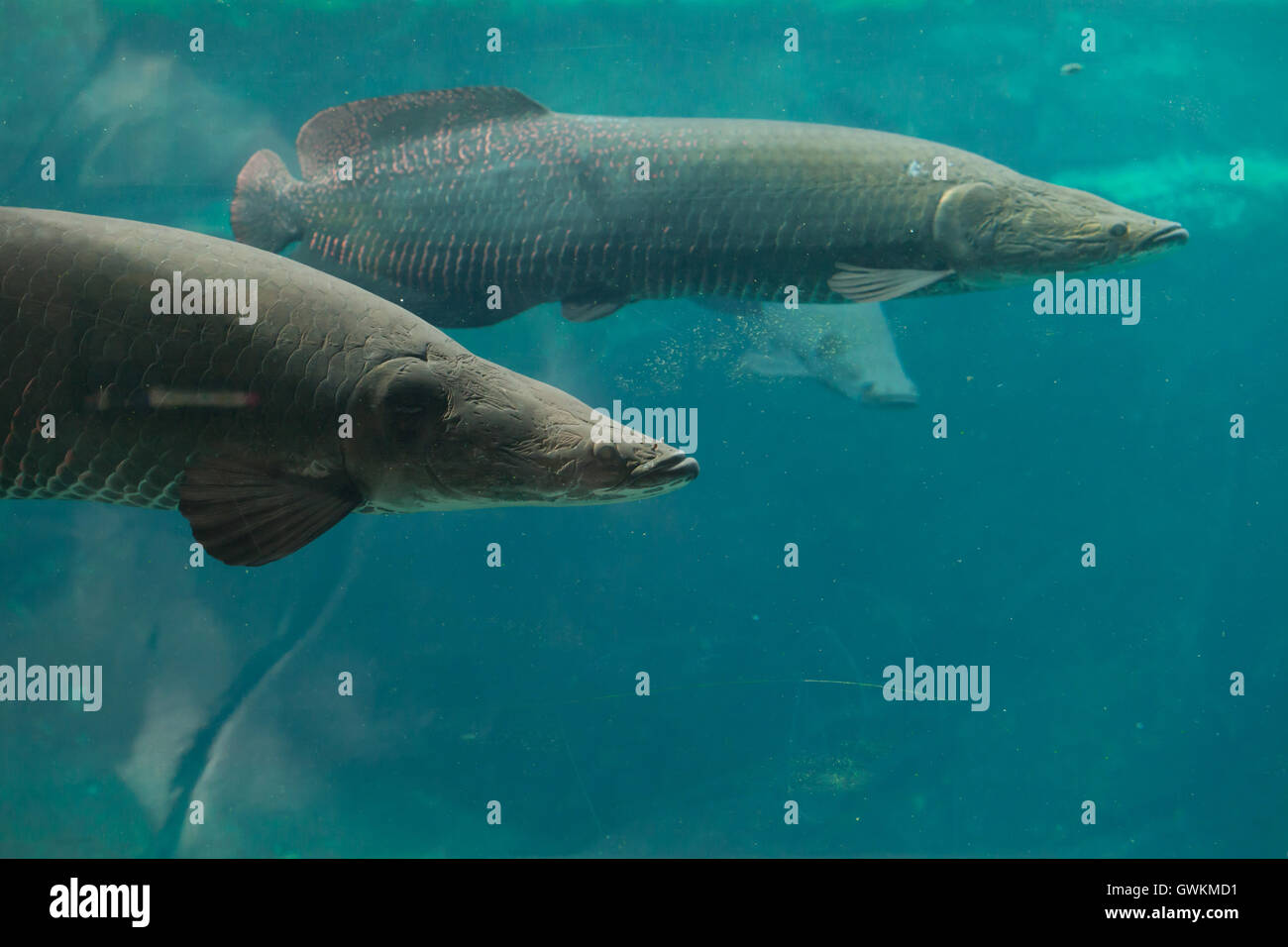 Arapaima mapae hi-res stock photography and images - Alamy
