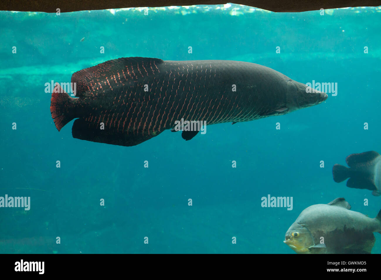 Arapaima mapae hi-res stock photography and images - Alamy
