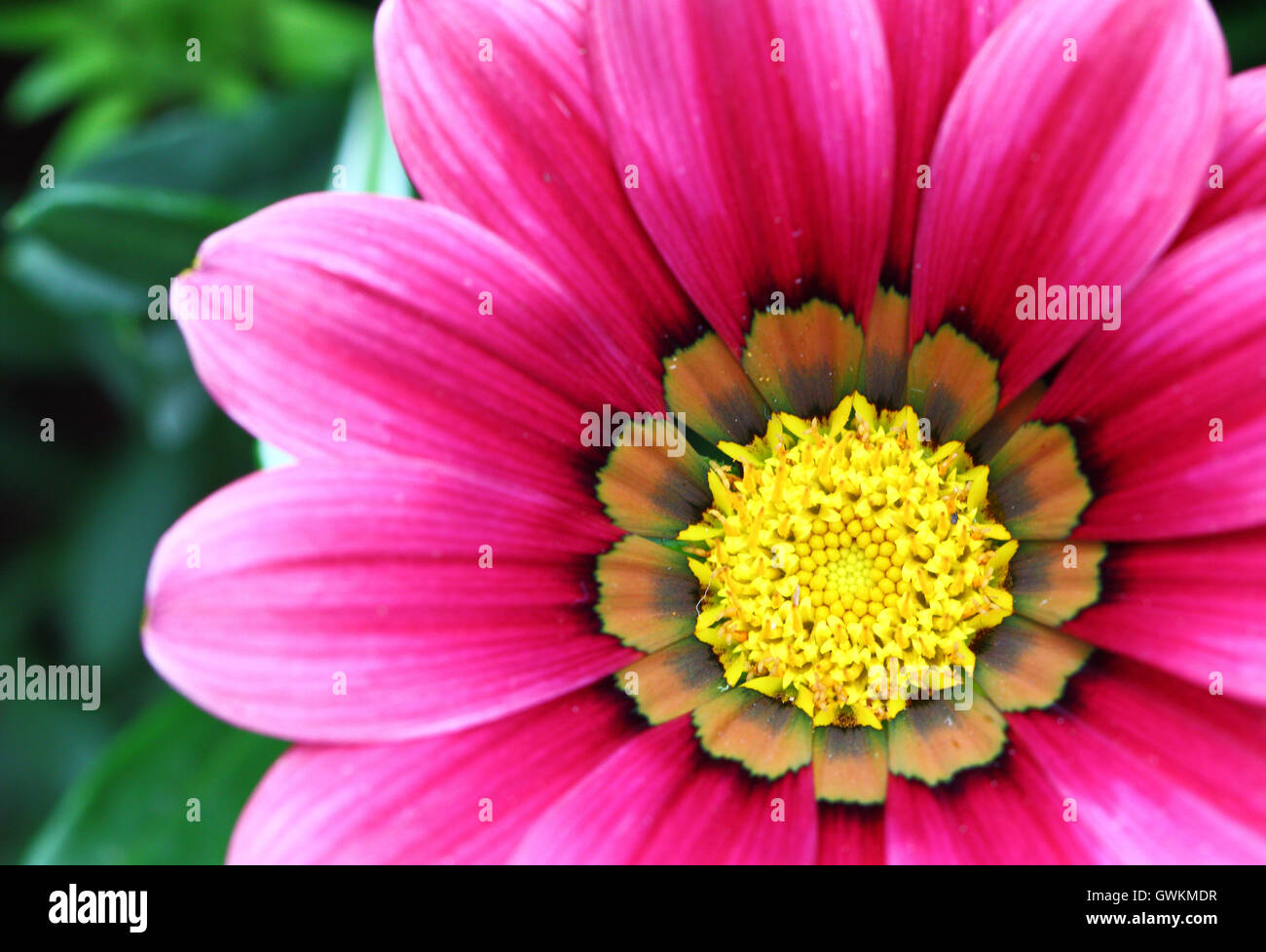 Pink flower close up Stock Photo - Alamy