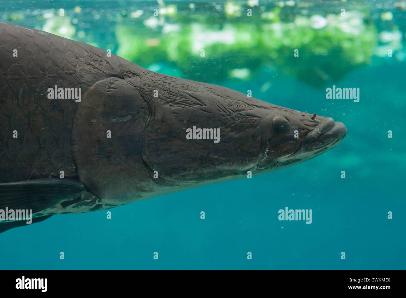 Arapaima mapae hi-res stock photography and images - Alamy