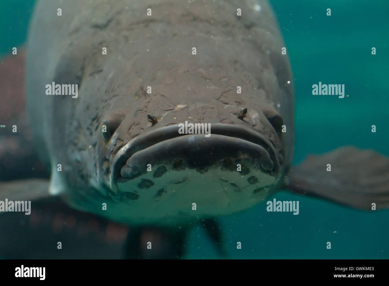 Arapaima mapae hi-res stock photography and images - Alamy