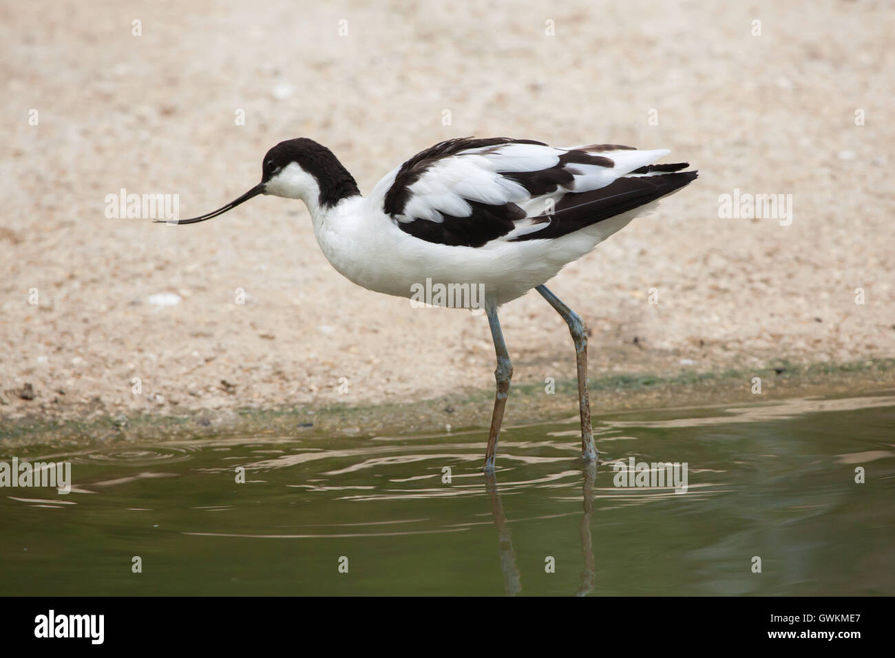 Pied avocet (Recurvirostra avosetta), also known as the black-capped ...