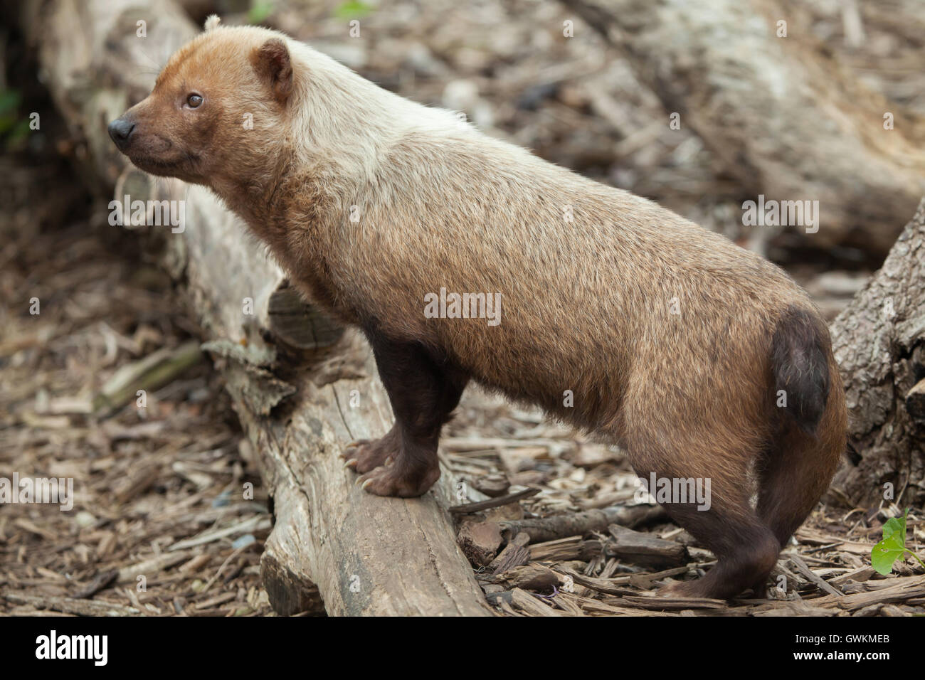 Bush dog (Speothos venaticus). Wildlife animal Stock Photo - Alamy