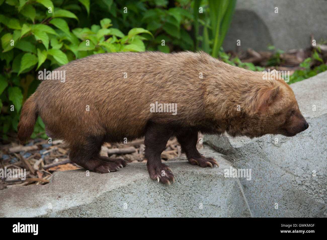 How Long Do Bush Dogs Live