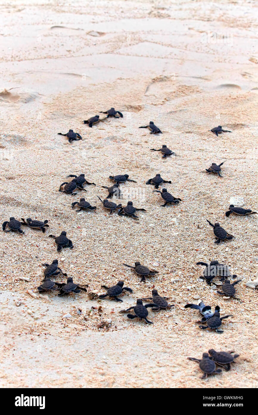 Baby black sea turtle hi-res stock photography and images - Alamy